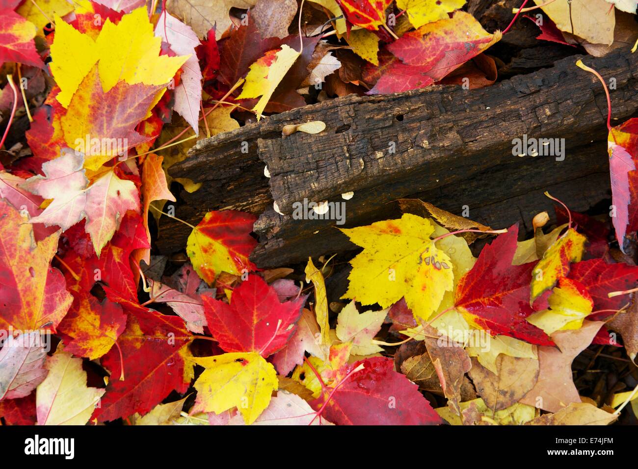 Colorful fallen maple leaves in autumn with a maple seed on a ...