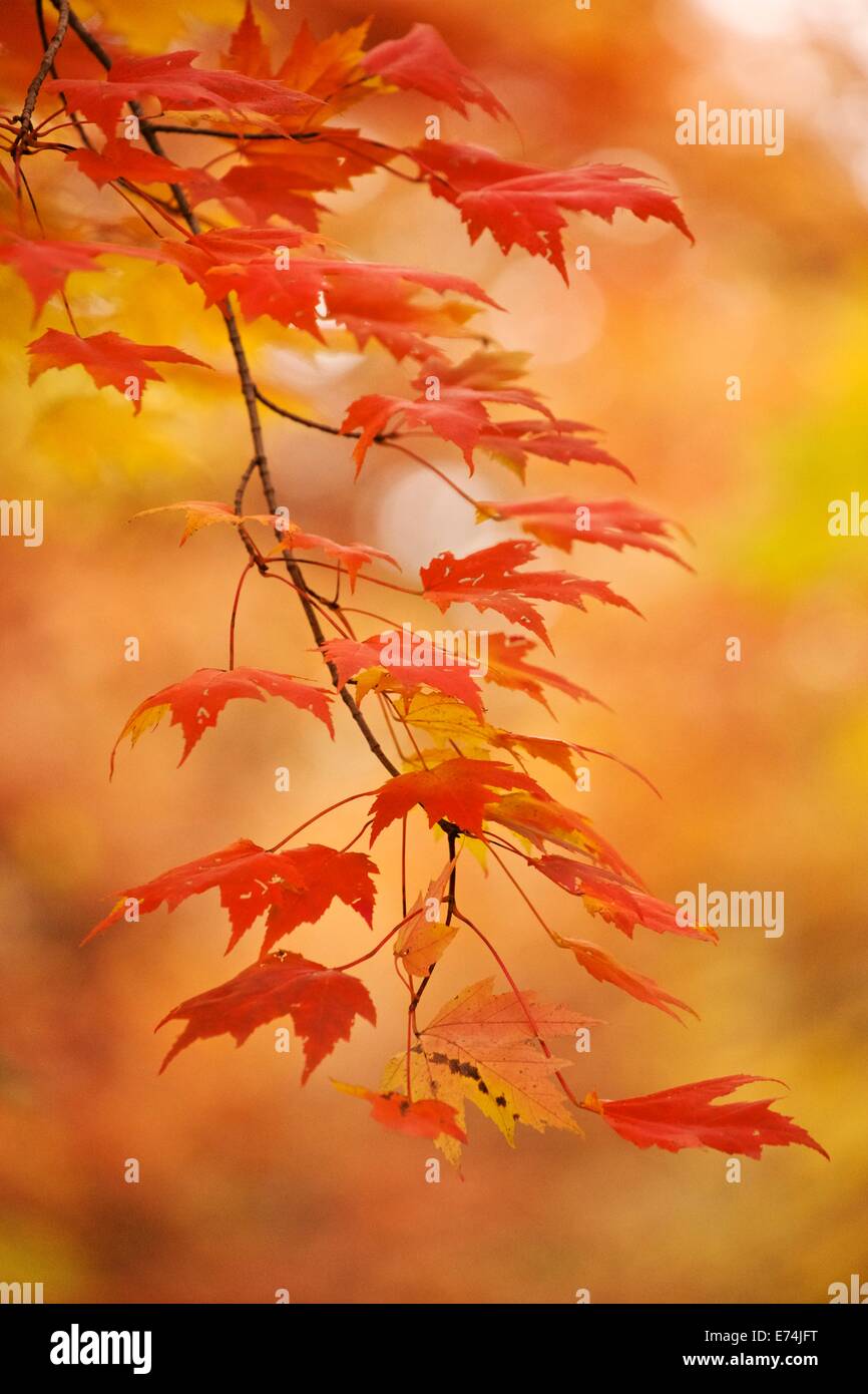 Maple Tree Life Cycle