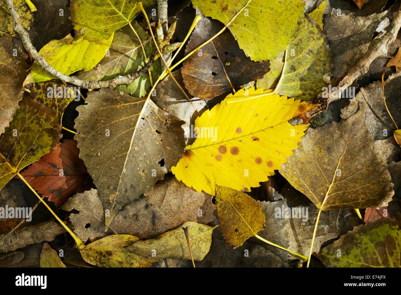 Cottonwood leaves hi-res stock photography and images - Alamy