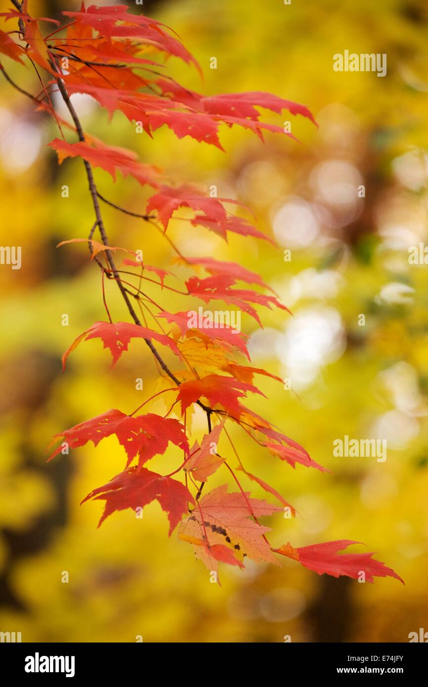 Yellow sugar maple leaves hi-res stock photography and images - Alamy