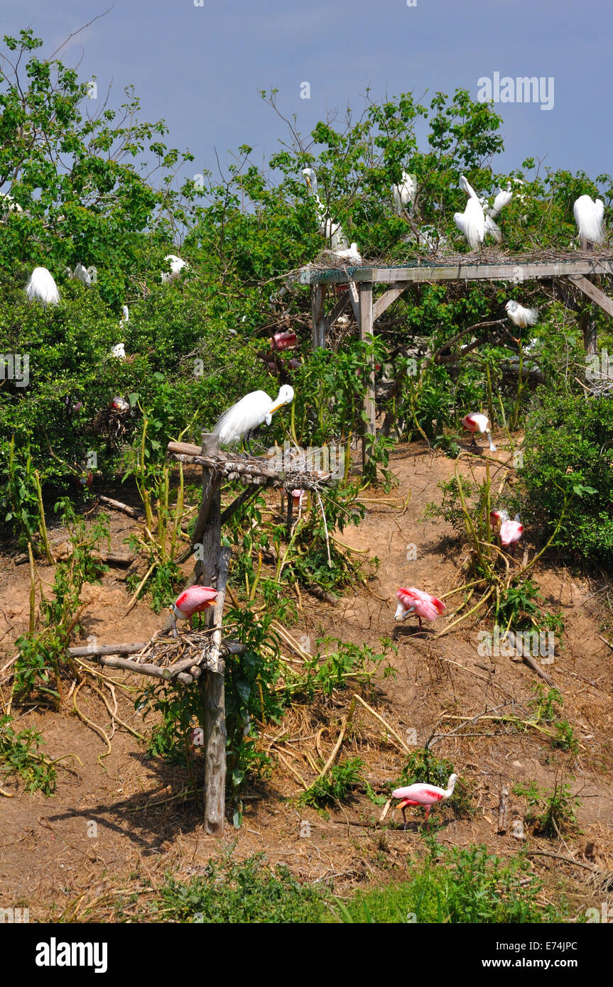 Smith Oaks Bird Sanctuary on High Island , near Galveston, Texas, USA ...