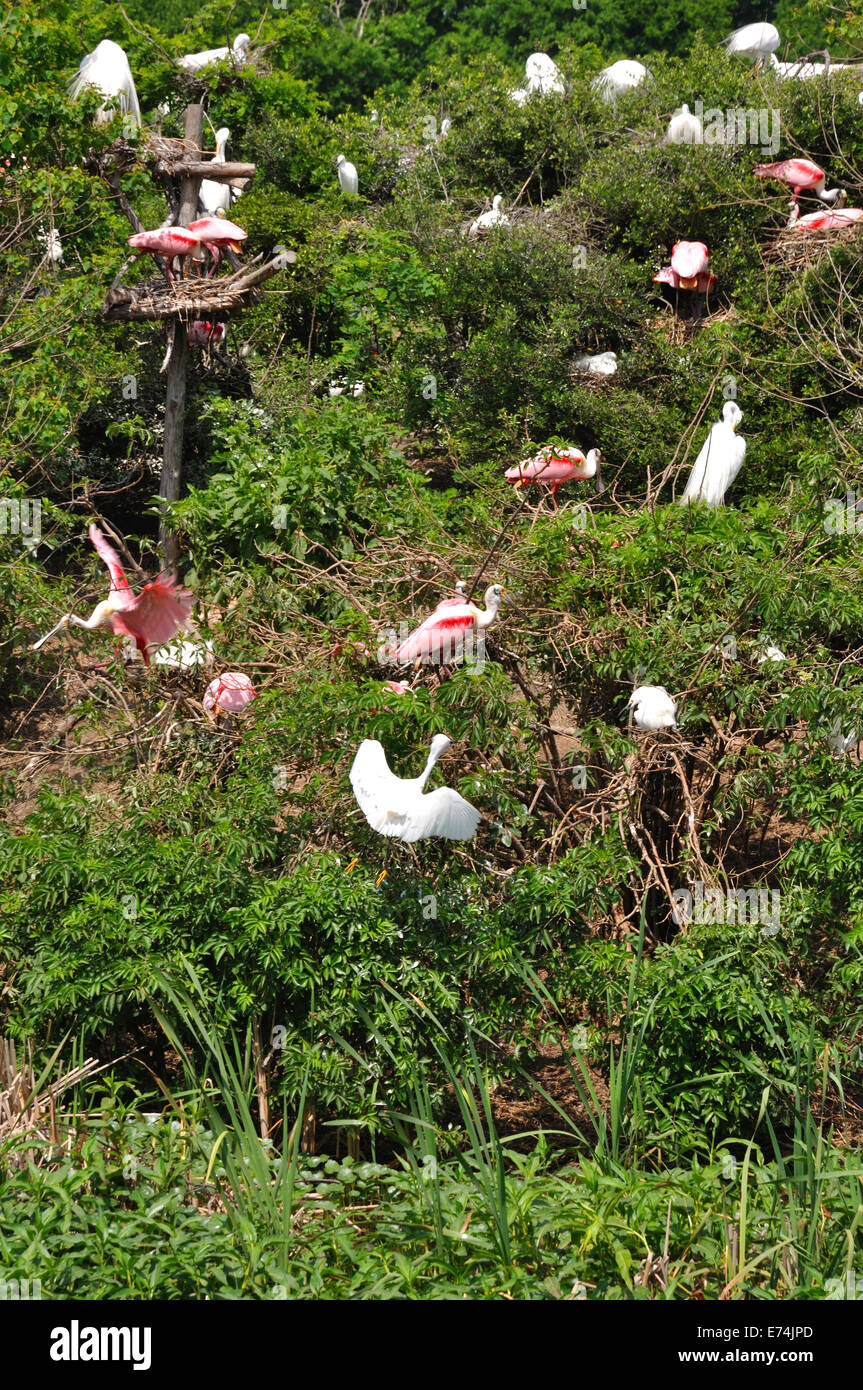 Smith Oaks Bird Sanctuary on High Island , near Galveston, Texas, USA ...