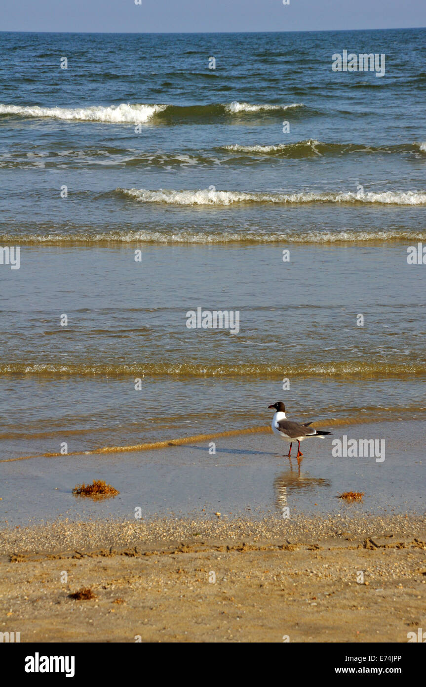 Seagull bird shore hi-res stock photography and images - Alamy