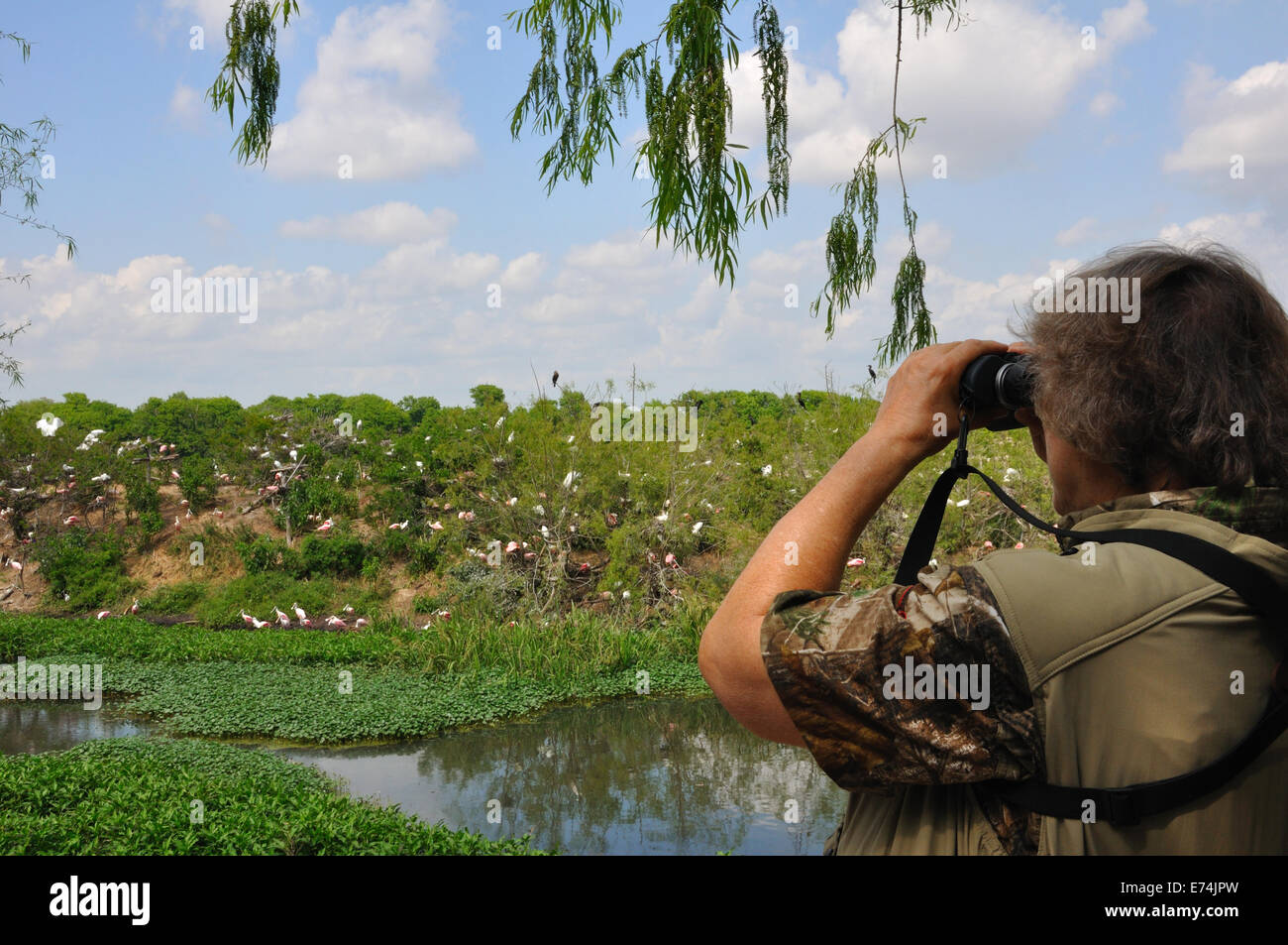 Visitor at Smith Oaks Bird Sanctuary rookery on High Island, near ...