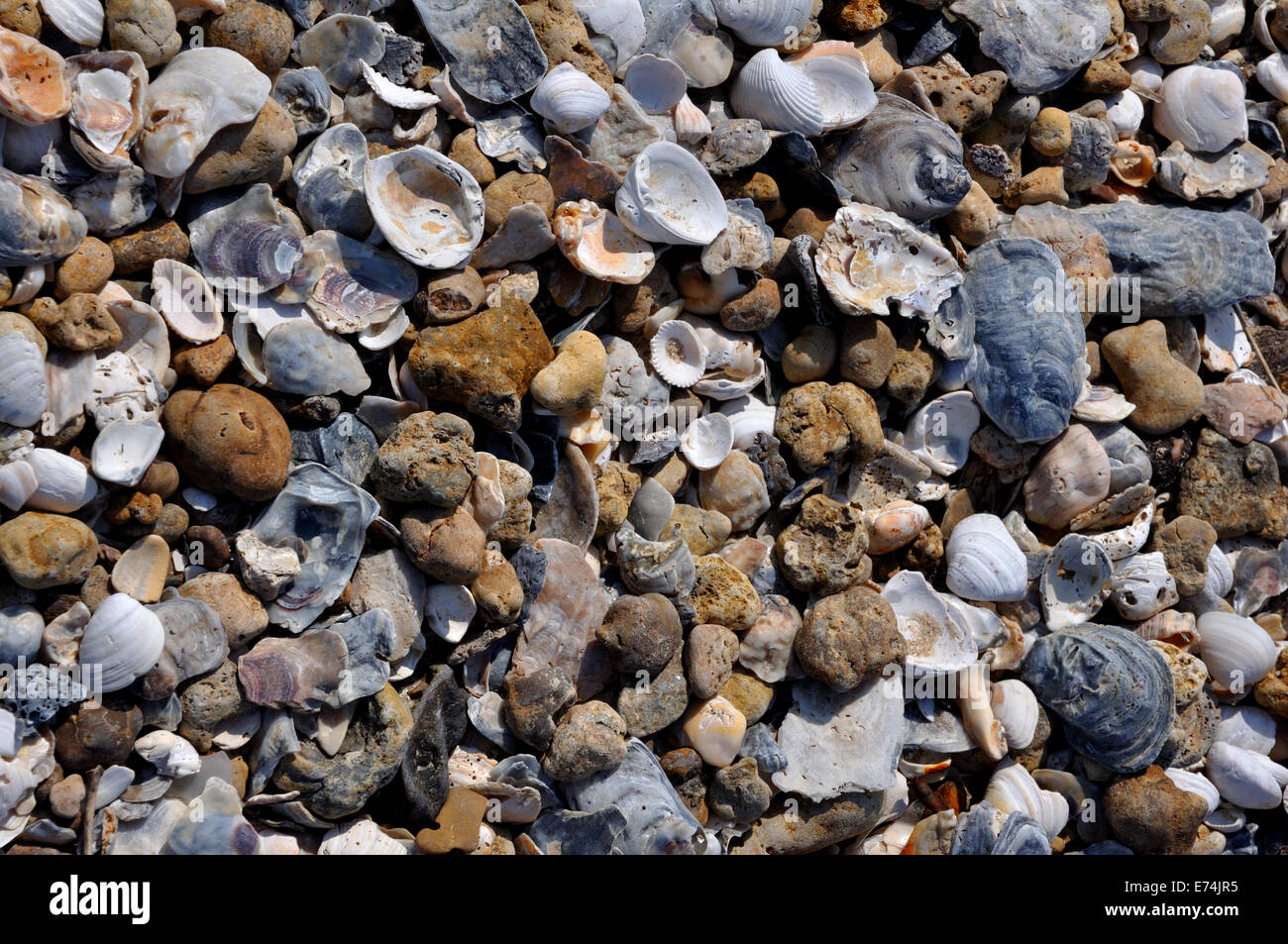 Closeup of shells on beach Stock Photo - Alamy
