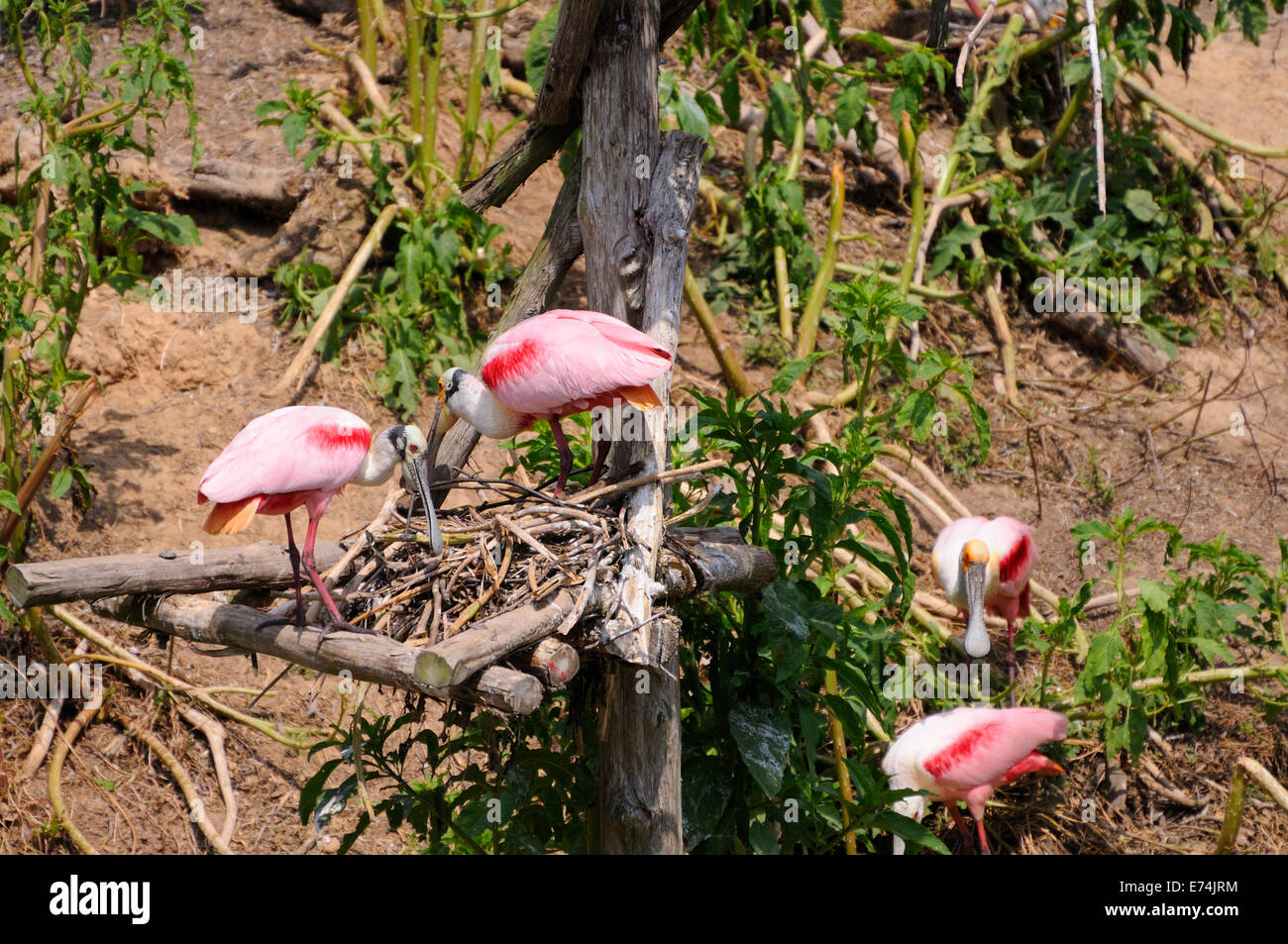 High Island Bird Sanctuary near Galveston, Texas, USA - spoonbills ...