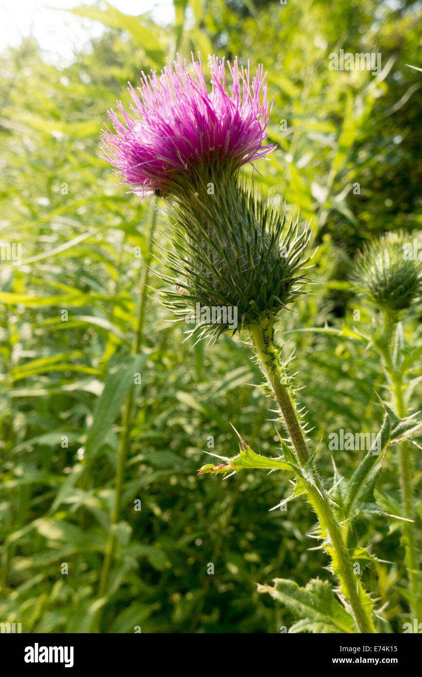 Bull thorn hi-res stock photography and images - Alamy