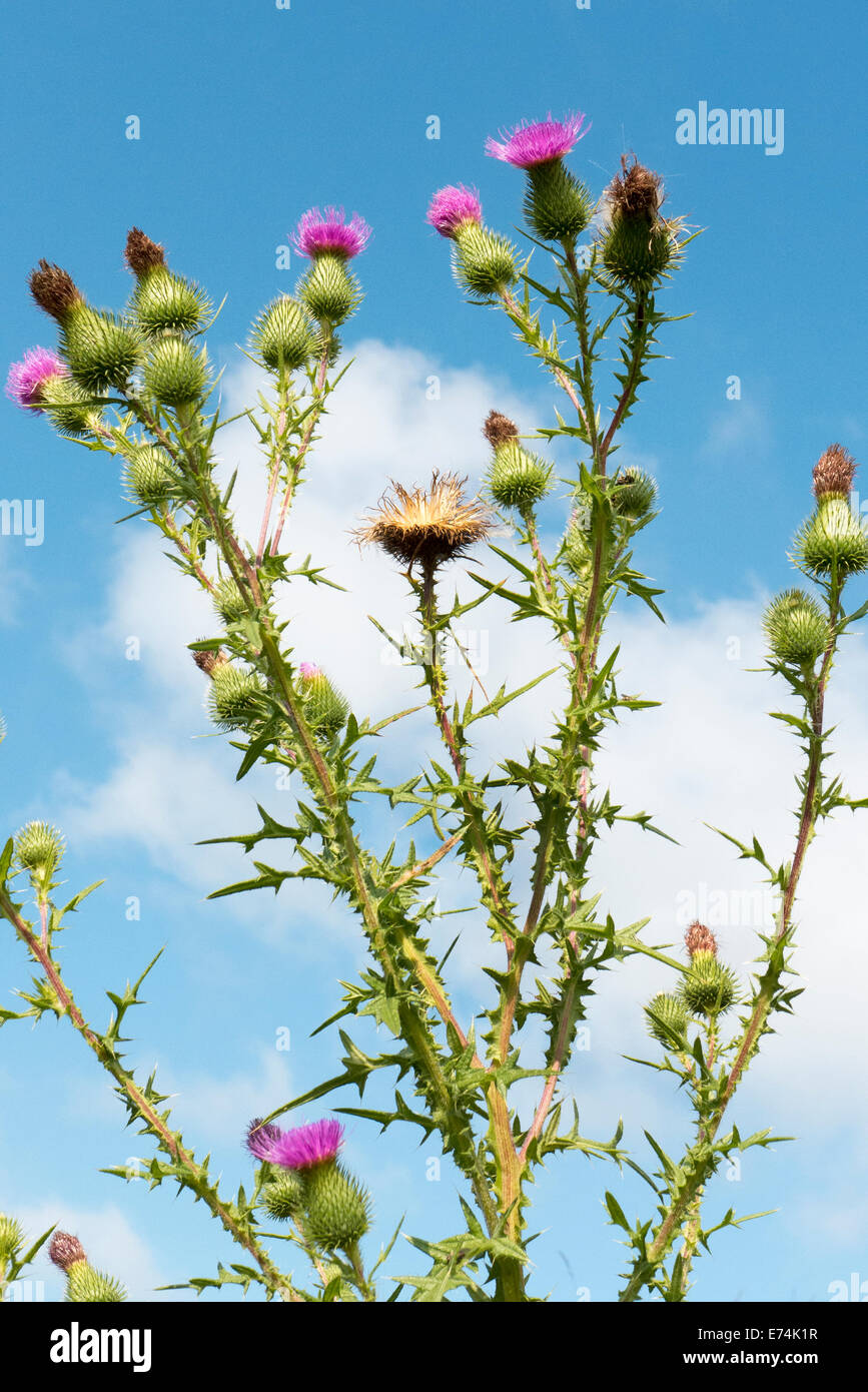 Bull weed hi-res stock photography and images - Alamy