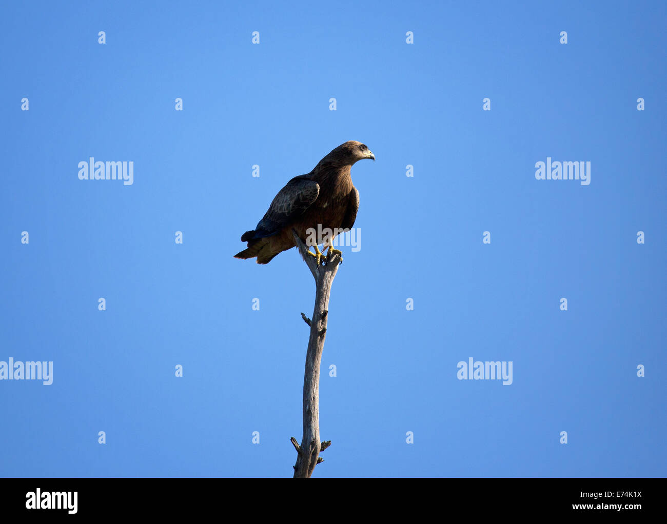 Australian Black Kites High Resolution Stock Photography and Images - Alamy