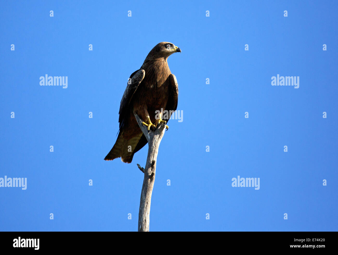 Australian black hawk hi-res stock photography and images - Alamy