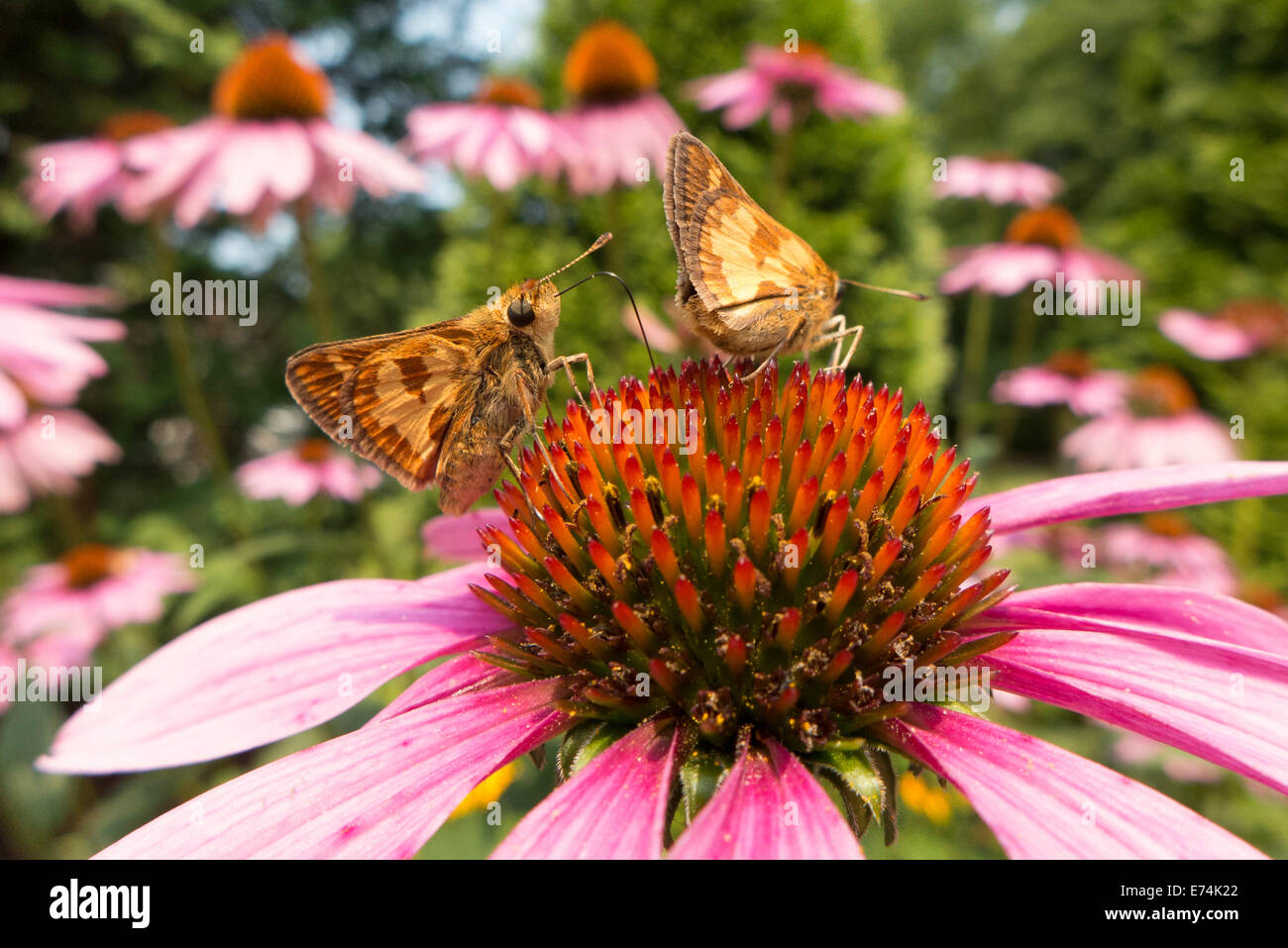 Pink cone flowers Stock Photo - Alamy