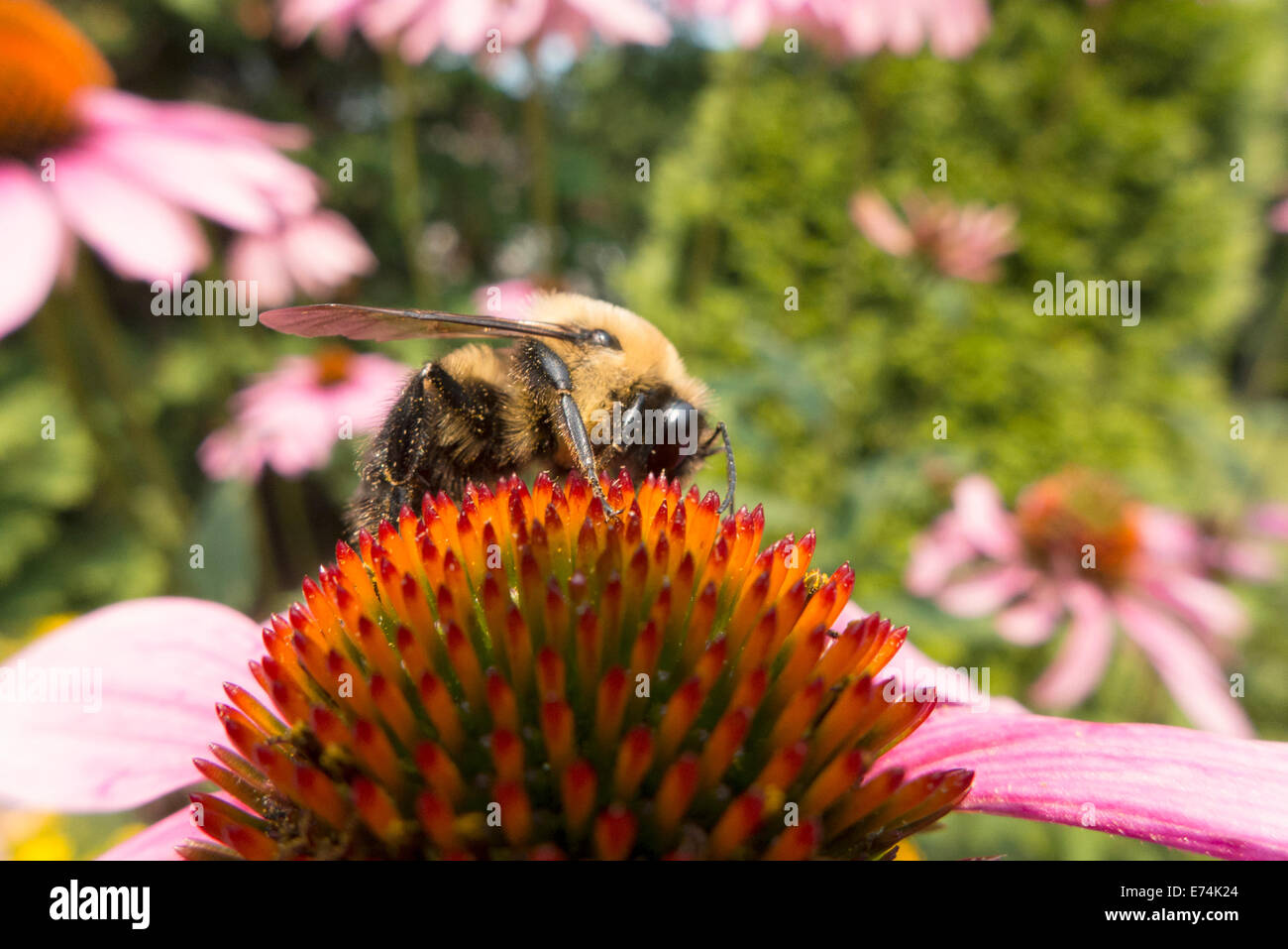 Honey bee on cornflower Stock Photo - Alamy