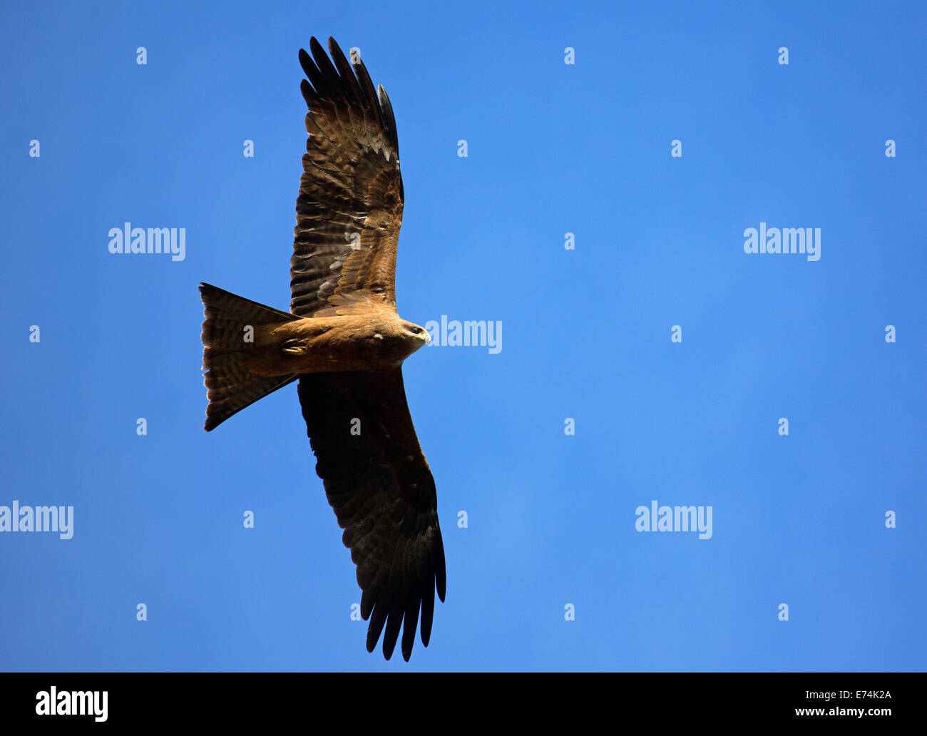 Australian black hawk hi-res stock photography and images - Alamy