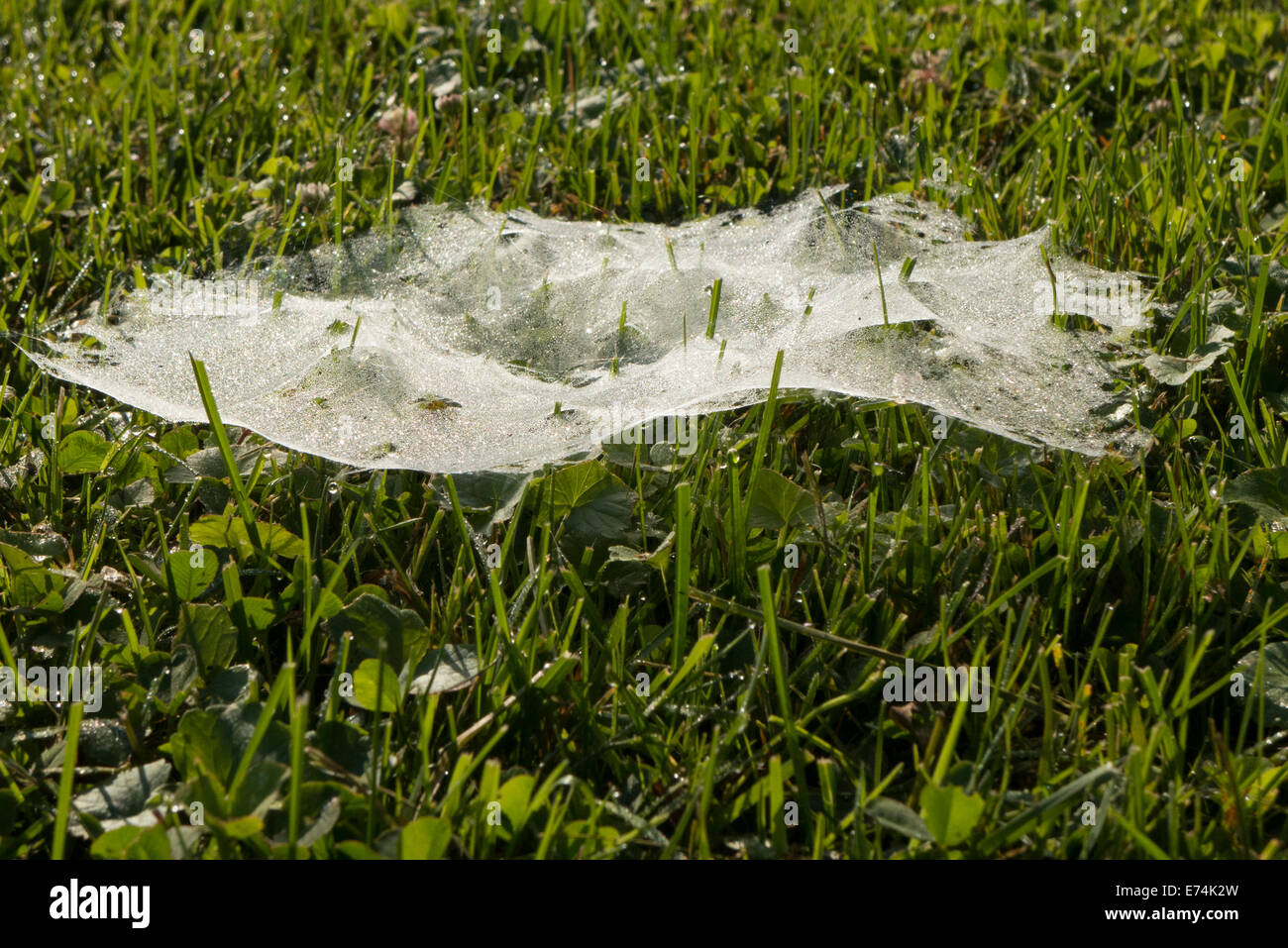 Dewy spider web Stock Photo - Alamy