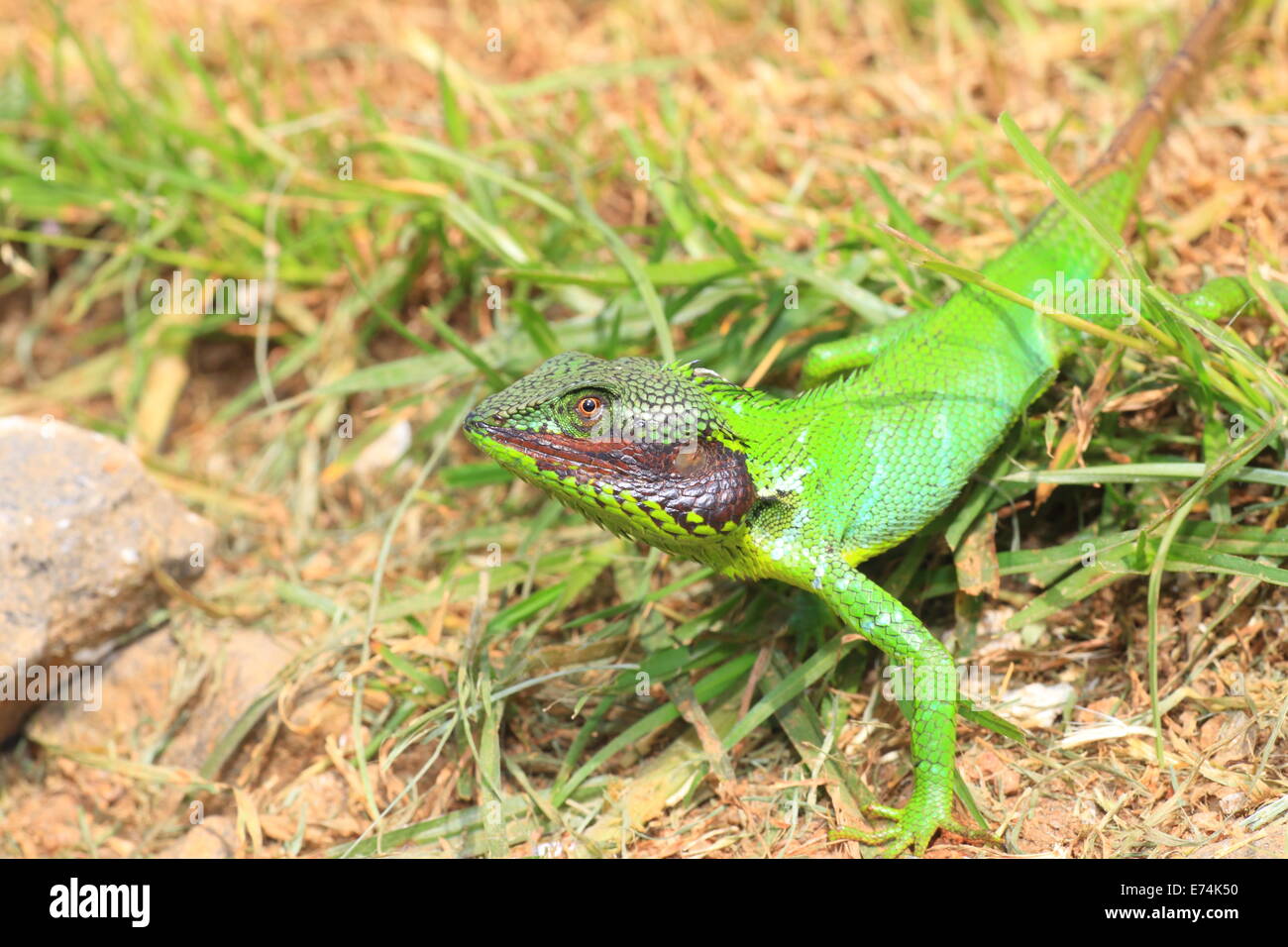 Black lipped Lizard (Calotes nigrilabris) in Sri Lanka Stock Photo - Alamy
