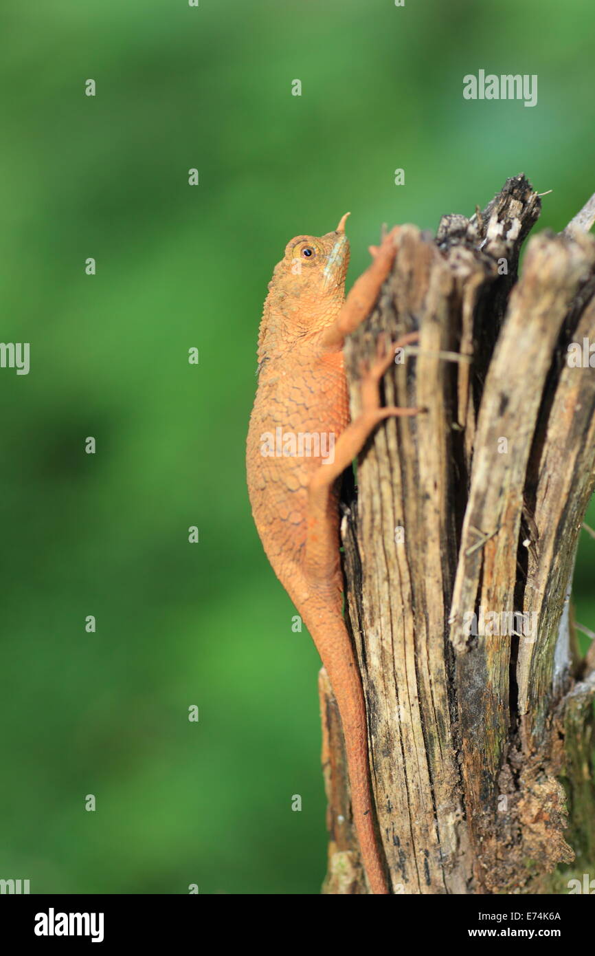 Endemic sri lanka kagamuva angkatussa hi-res stock photography and ...