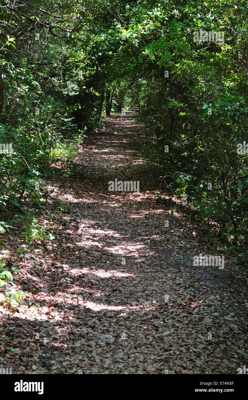 Path among trees Stock Photo - Alamy