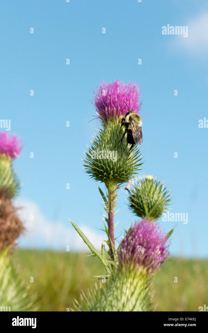 Bull thistle hi-res stock photography and images - Alamy