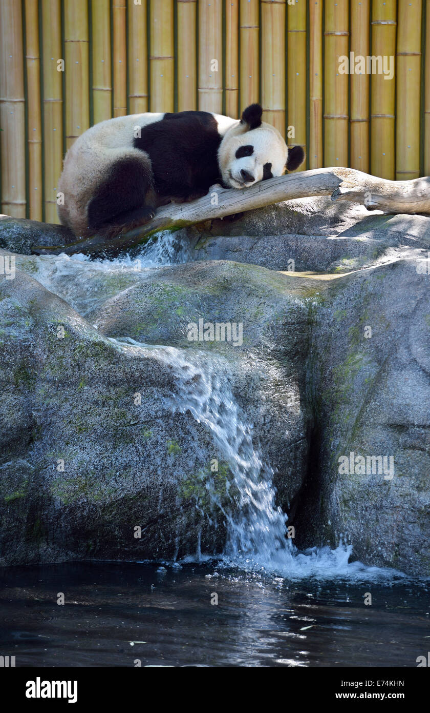 Panda toronto zoo hi-res stock photography and images - Alamy