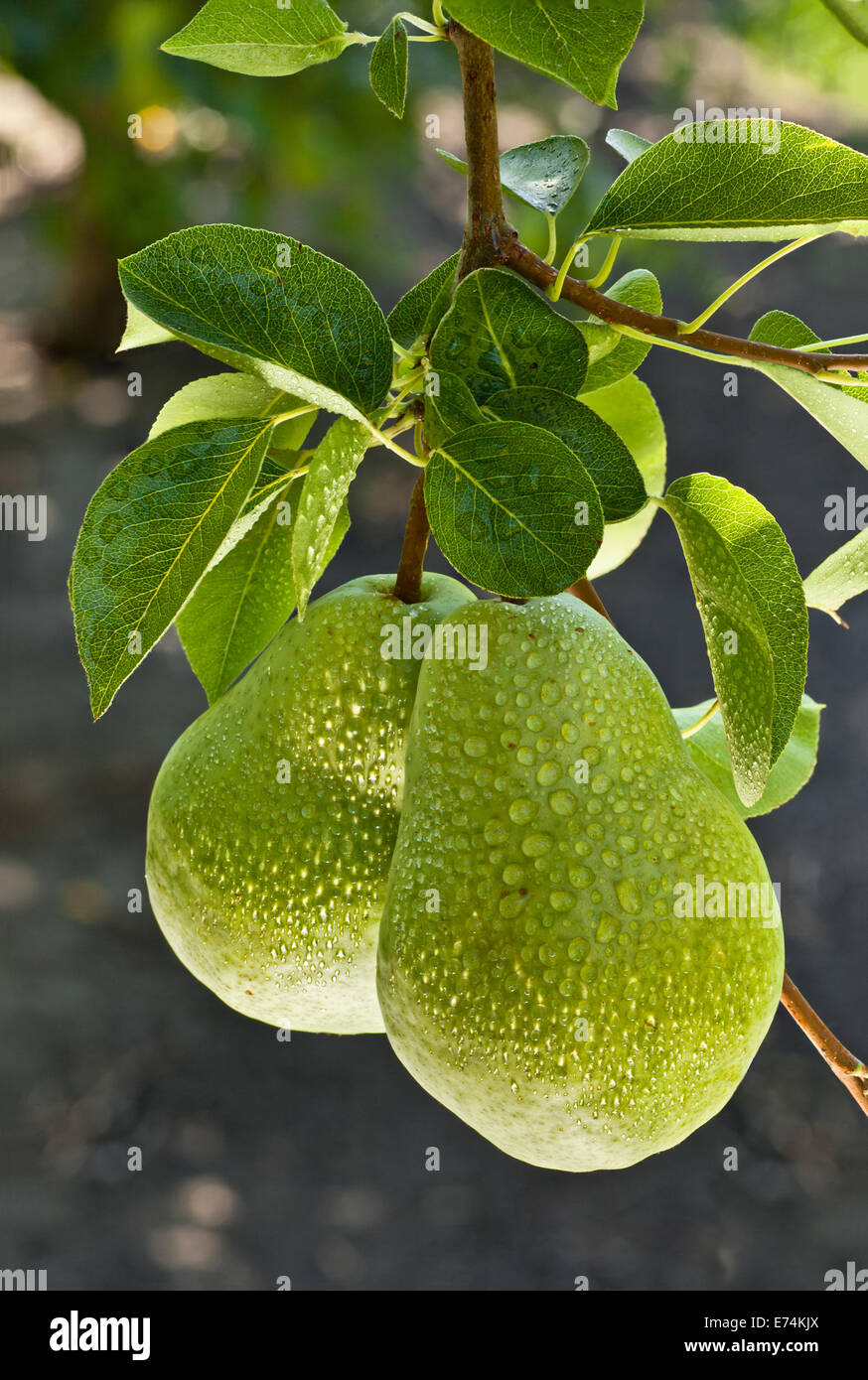 California vertical farms hi-res stock photography and images - Alamy