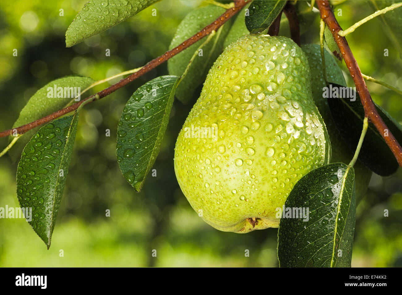 Peartree hi-res stock photography and images - Alamy