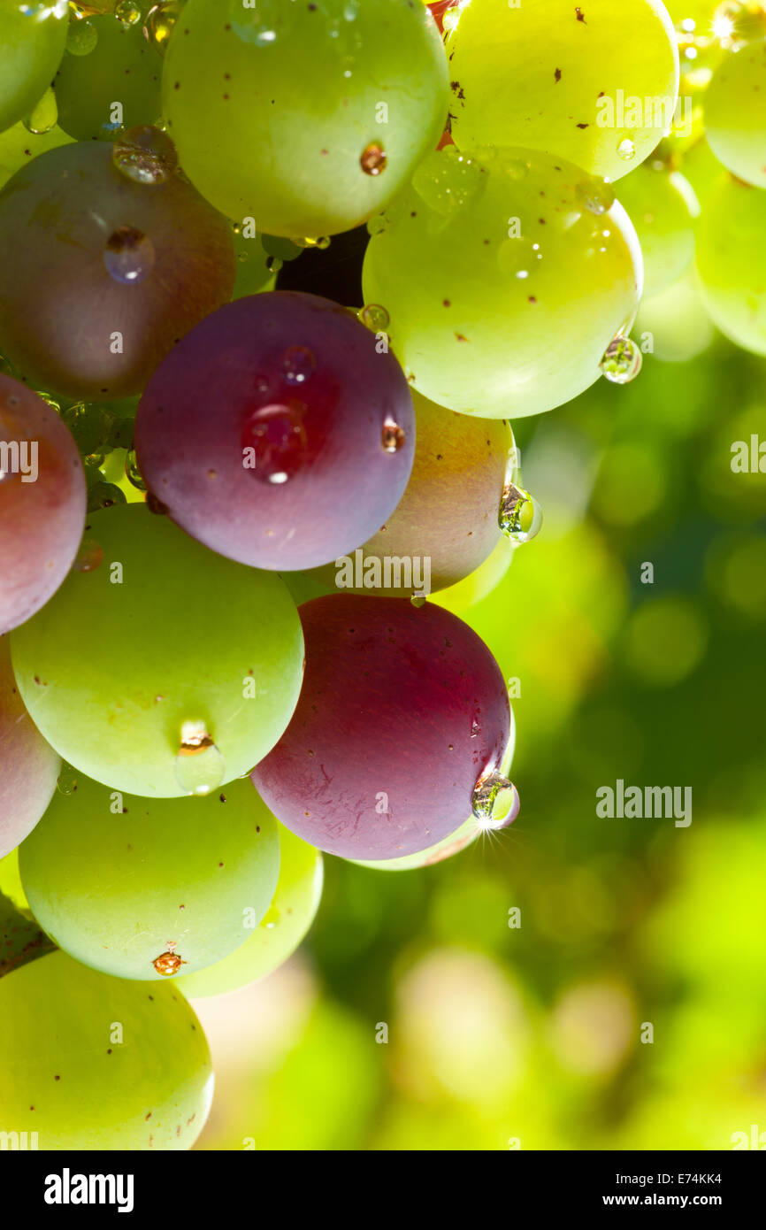 Wine grapes in Calistoga Napa Valley California Stock Photo - Alamy