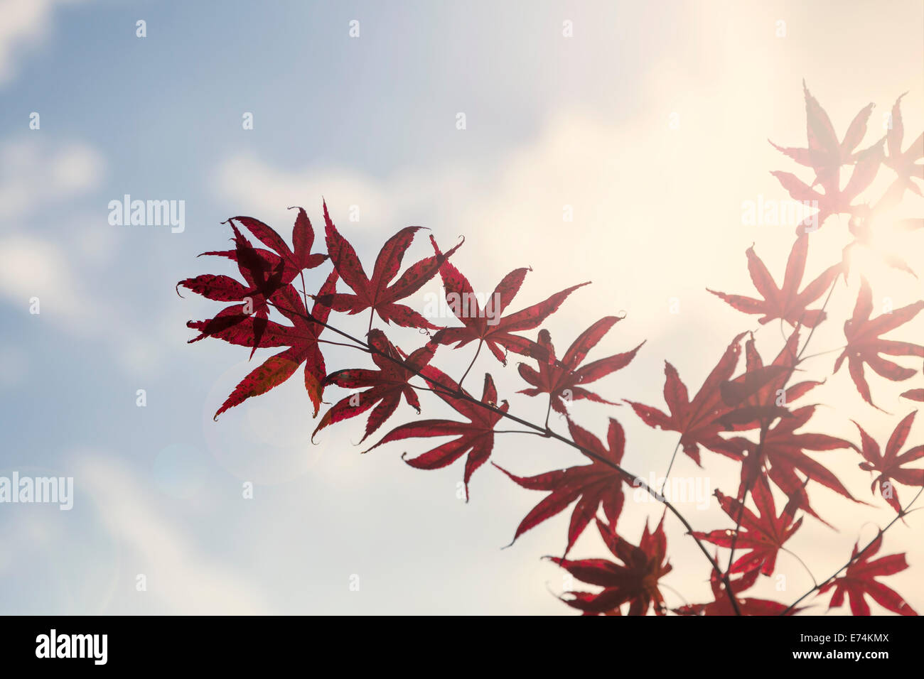 red Japanese maple tree leaves in the bright sunlight, sun flare in the ...