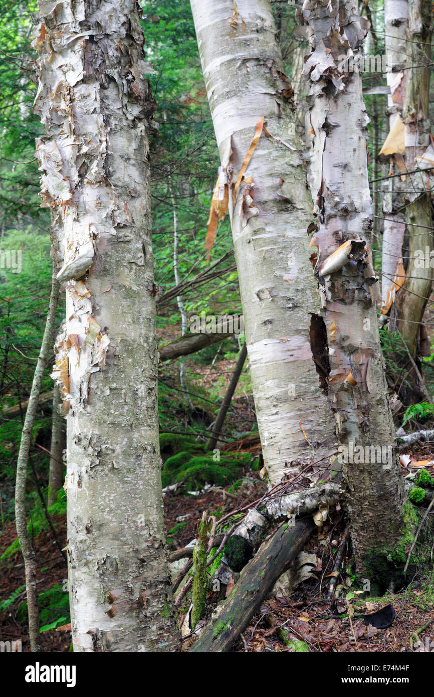 Birch trees on the northern slopes of Mount Jim in Kinsman Notch of ...
