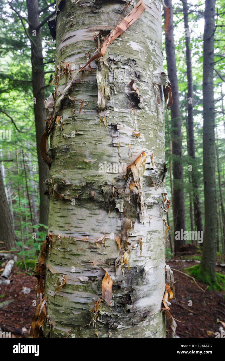 Forest on the northern slopes of Mount Jim in Kinsman Notch of ...
