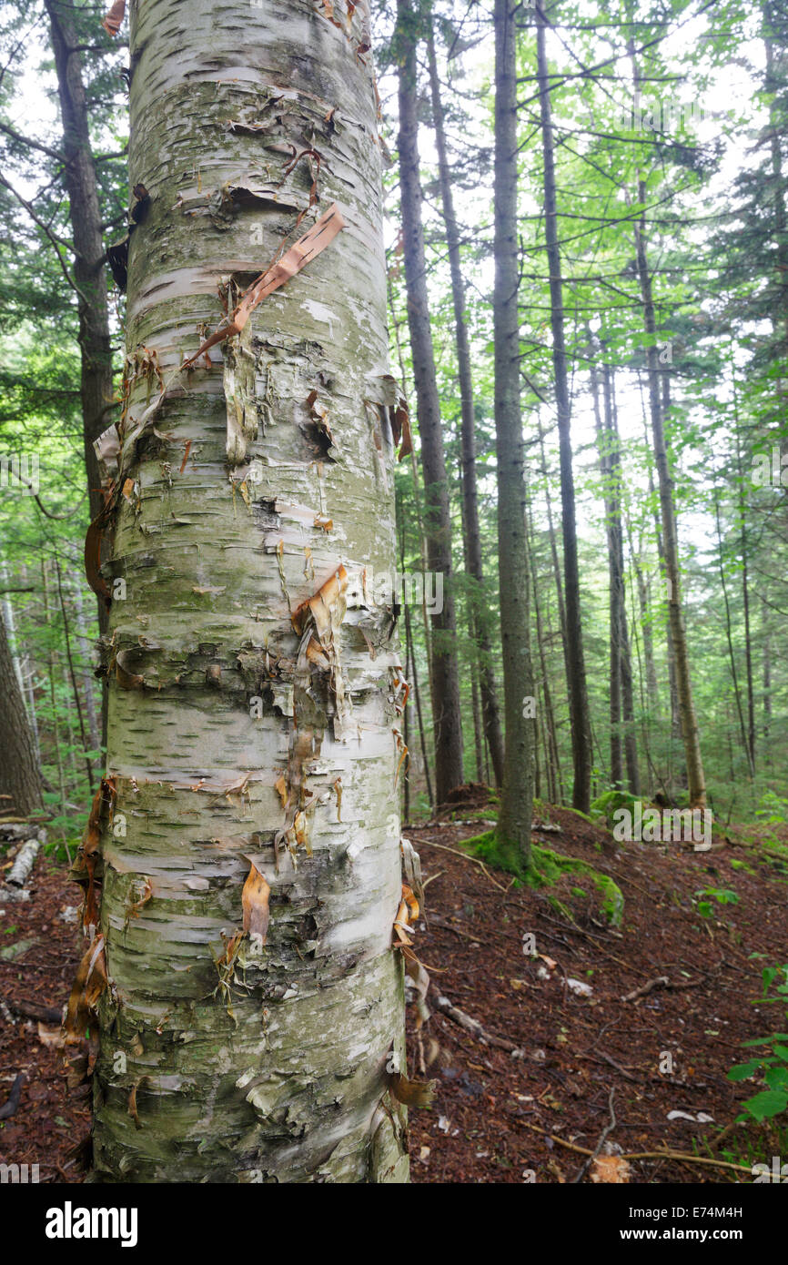 Forest on the northern slopes of Mount Jim in Kinsman Notch of ...