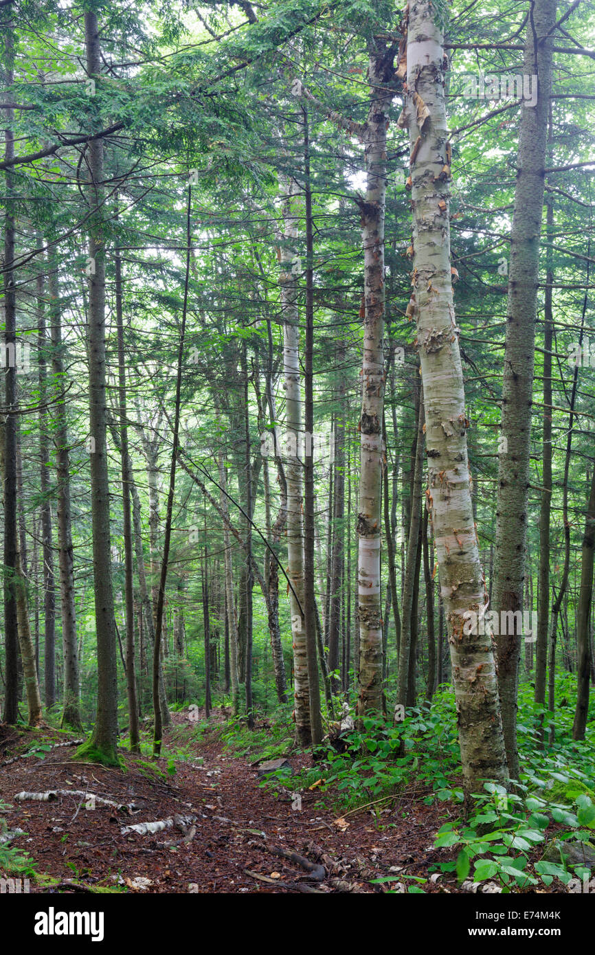Forest on the northern slopes of Mount Jim in Kinsman Notch of ...