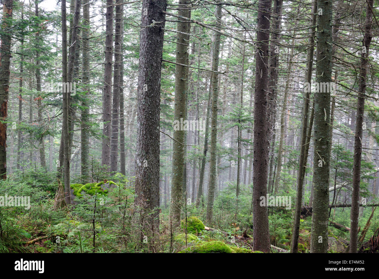 Softwood forest on the northern slopes of Mount Jim in Kinsman Notch of ...