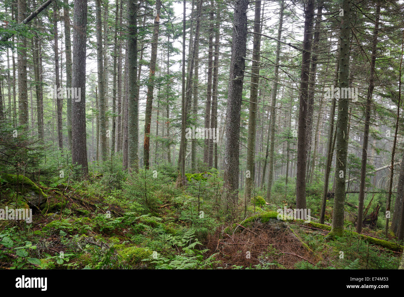 Softwood forest on the northern slopes of Mount Jim in Kinsman Notch of ...