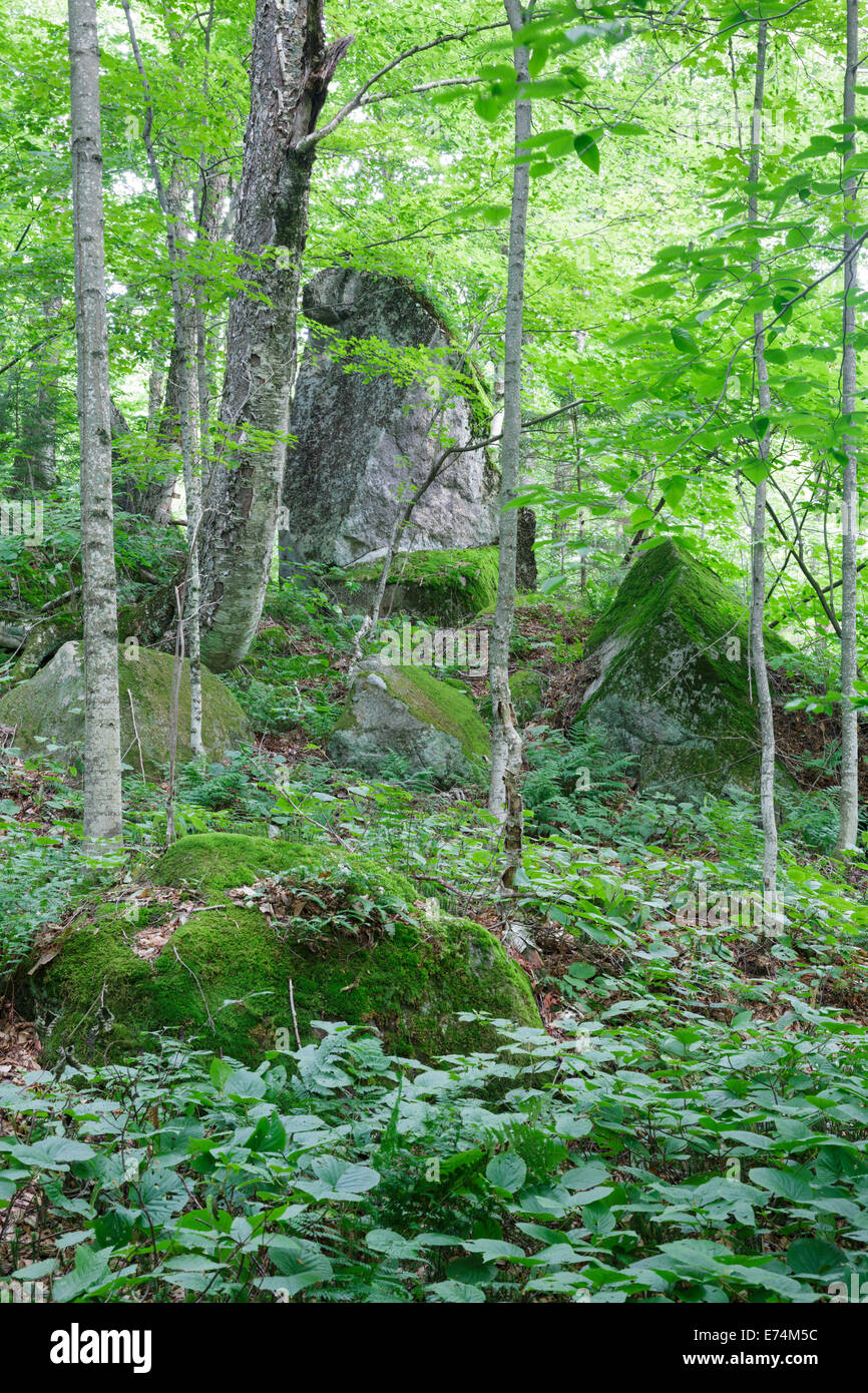 Forest in Kinsman Notch of Woodstock, New Hampshire USA during the ...