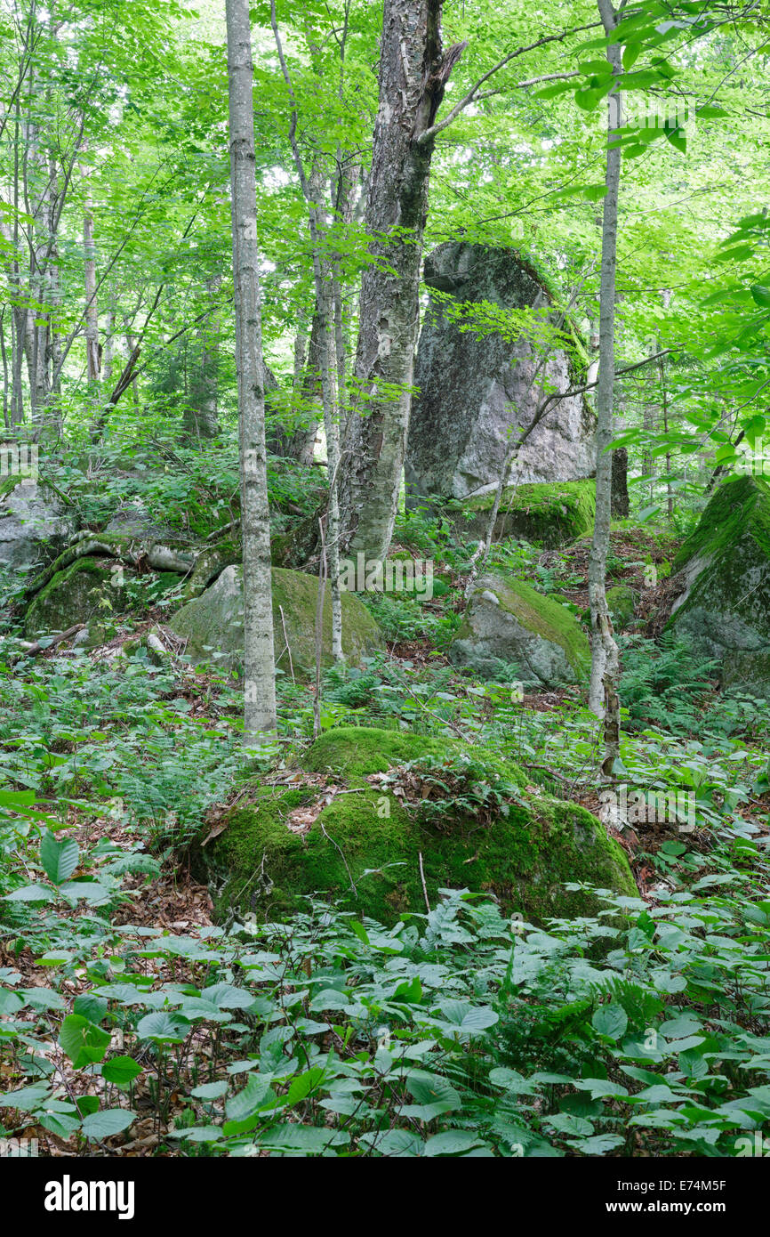Forest in Kinsman Notch of Woodstock, New Hampshire USA during the ...