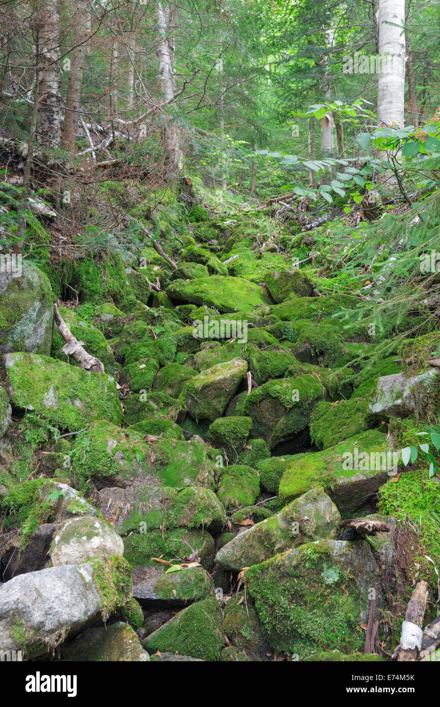 Abandoned sled road from the Gordon Pond Railroad on Mt. Waternomee in ...