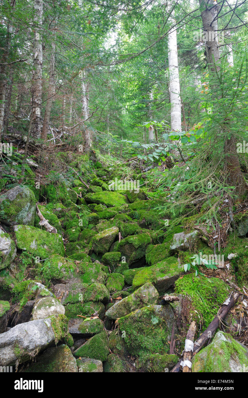 Abandoned sled road from the Gordon Pond Railroad on Mt. Waternomee in ...