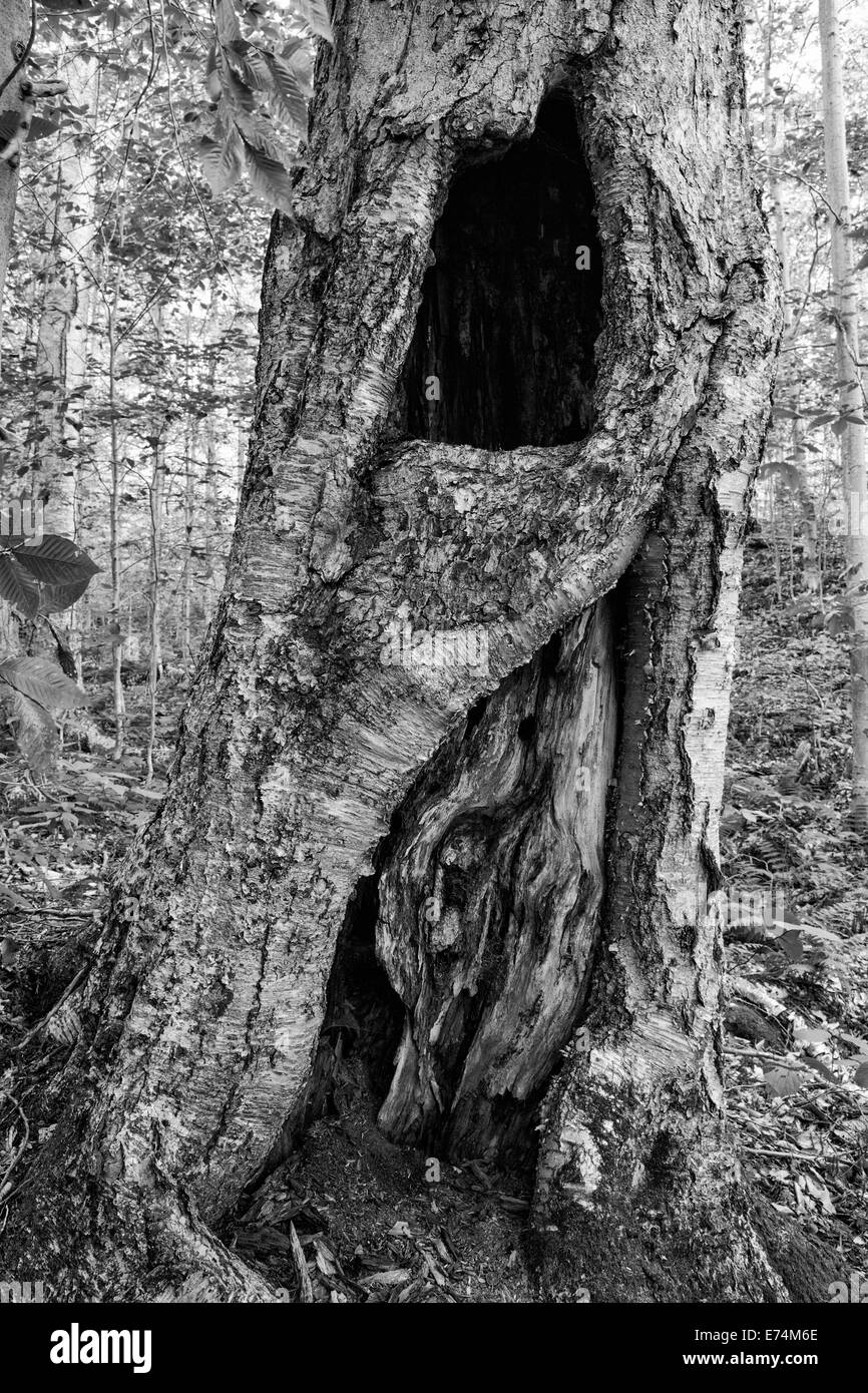 Birch tree in yellow Black and White Stock Photos & Images - Alamy