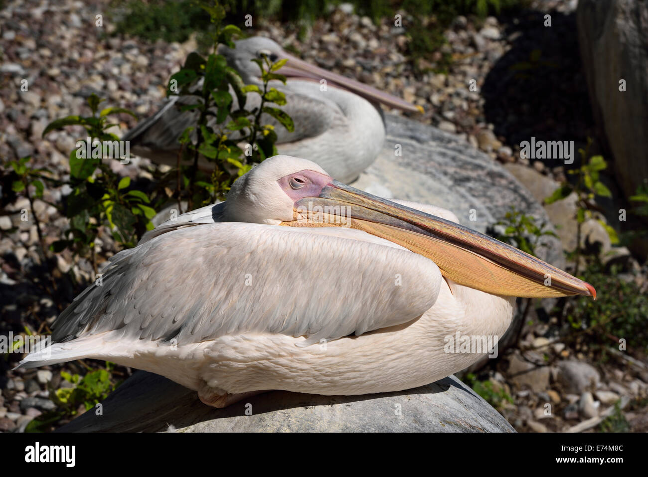 Sleeping pelican hi-res stock photography and images - Alamy