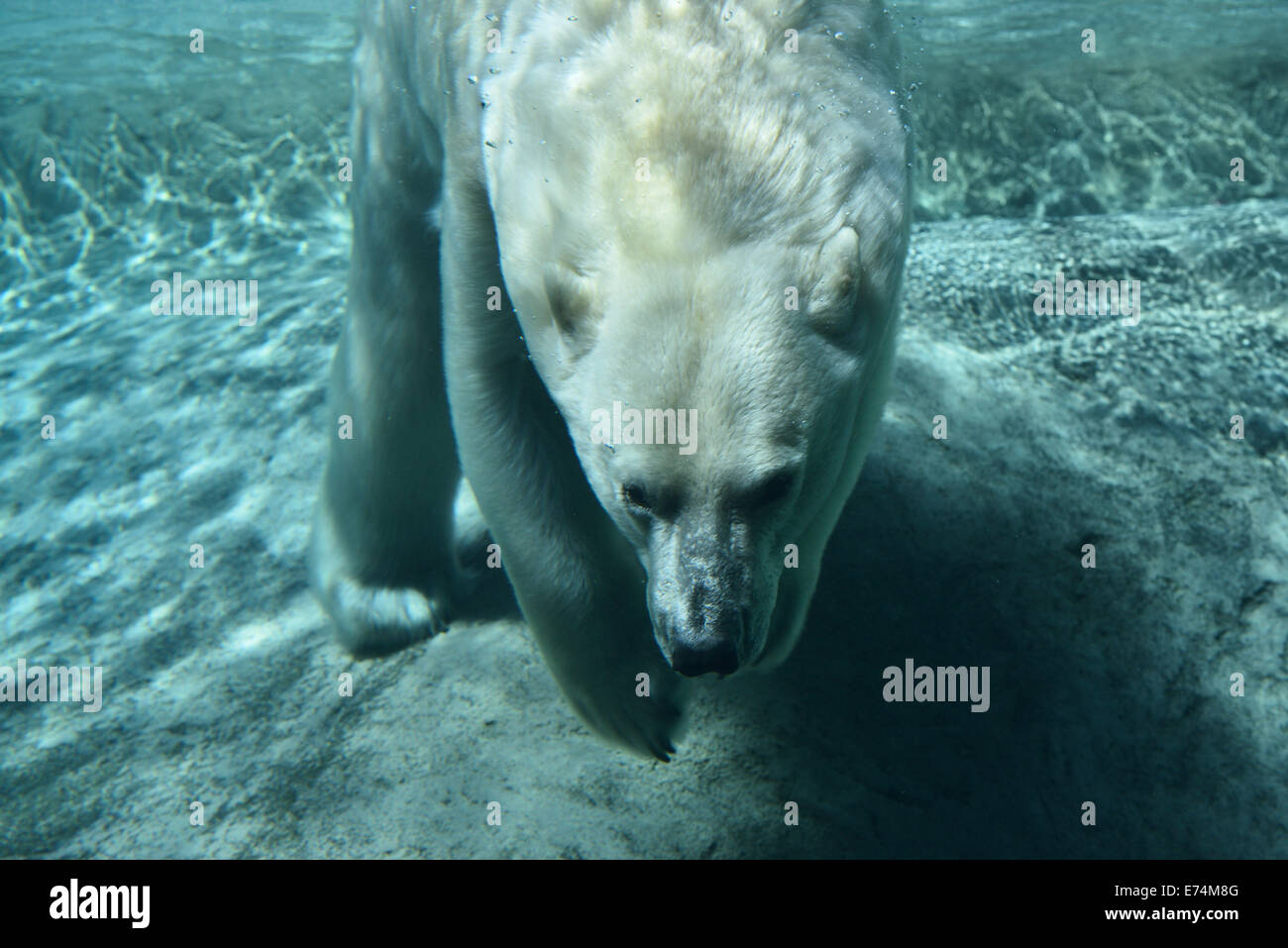 Polar bear diving holding breath underwater at blue pool of Toronto Zoo ...