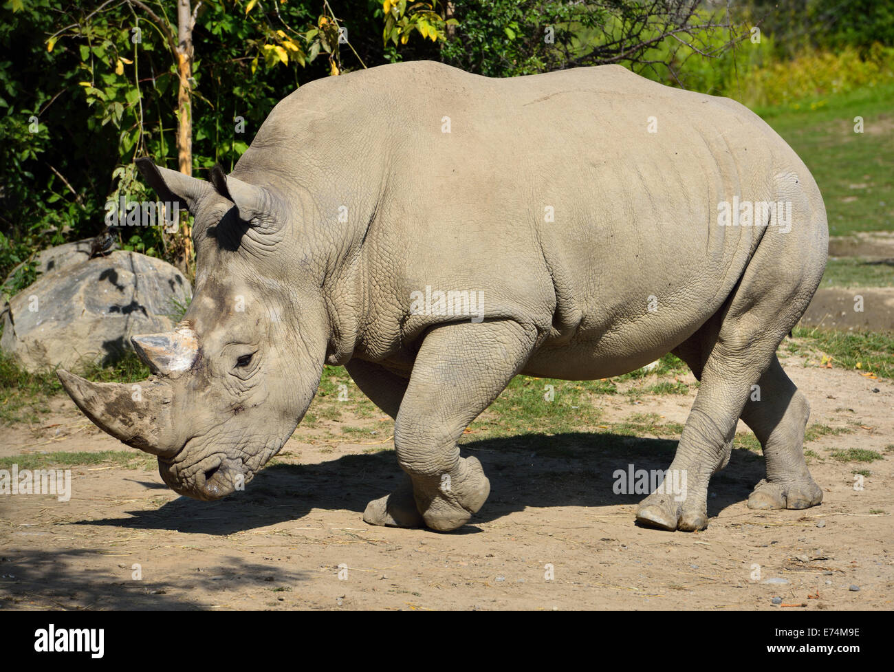 Male Southern White Rhinoceros walking Stock Photo - Alamy