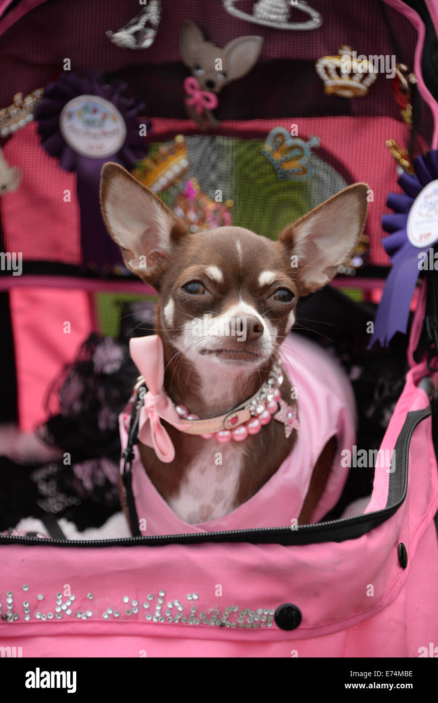 London, UK. 6th Sep, 2014. Queenie the little and her owner attends the ...