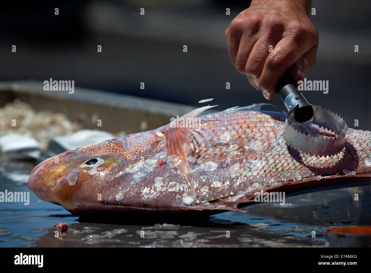 Scaling Fish High Resolution Stock Photography and Images - Alamy