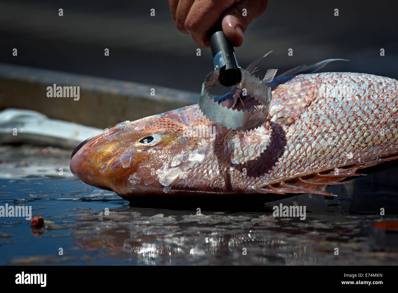 Scaling fish hi-res stock photography and images - Alamy
