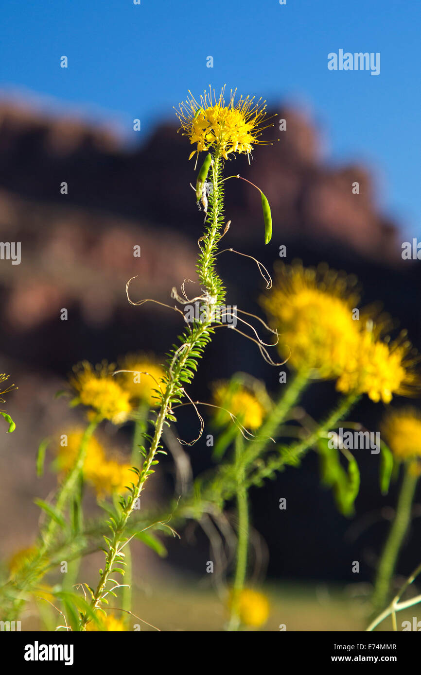 Canyonlands National Park, Utah - Yellow Beeplant (Cleome Lutea ...