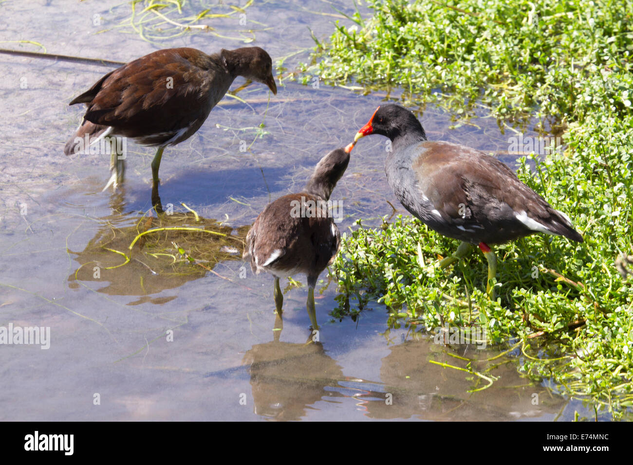 Adult moorhen hi-res stock photography and images - Alamy