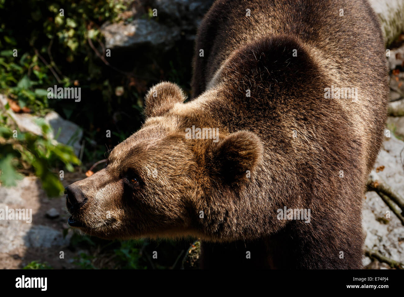 Bear in zoo hi-res stock photography and images - Alamy