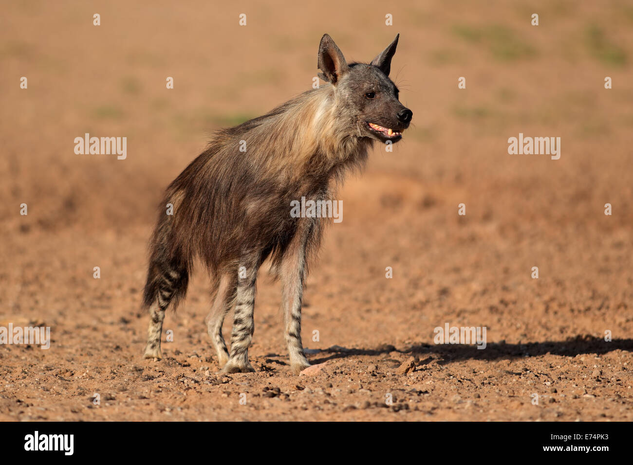 Alert brown hyena (Hyaena brunnea), Kalahari desert, South Africa Stock ...