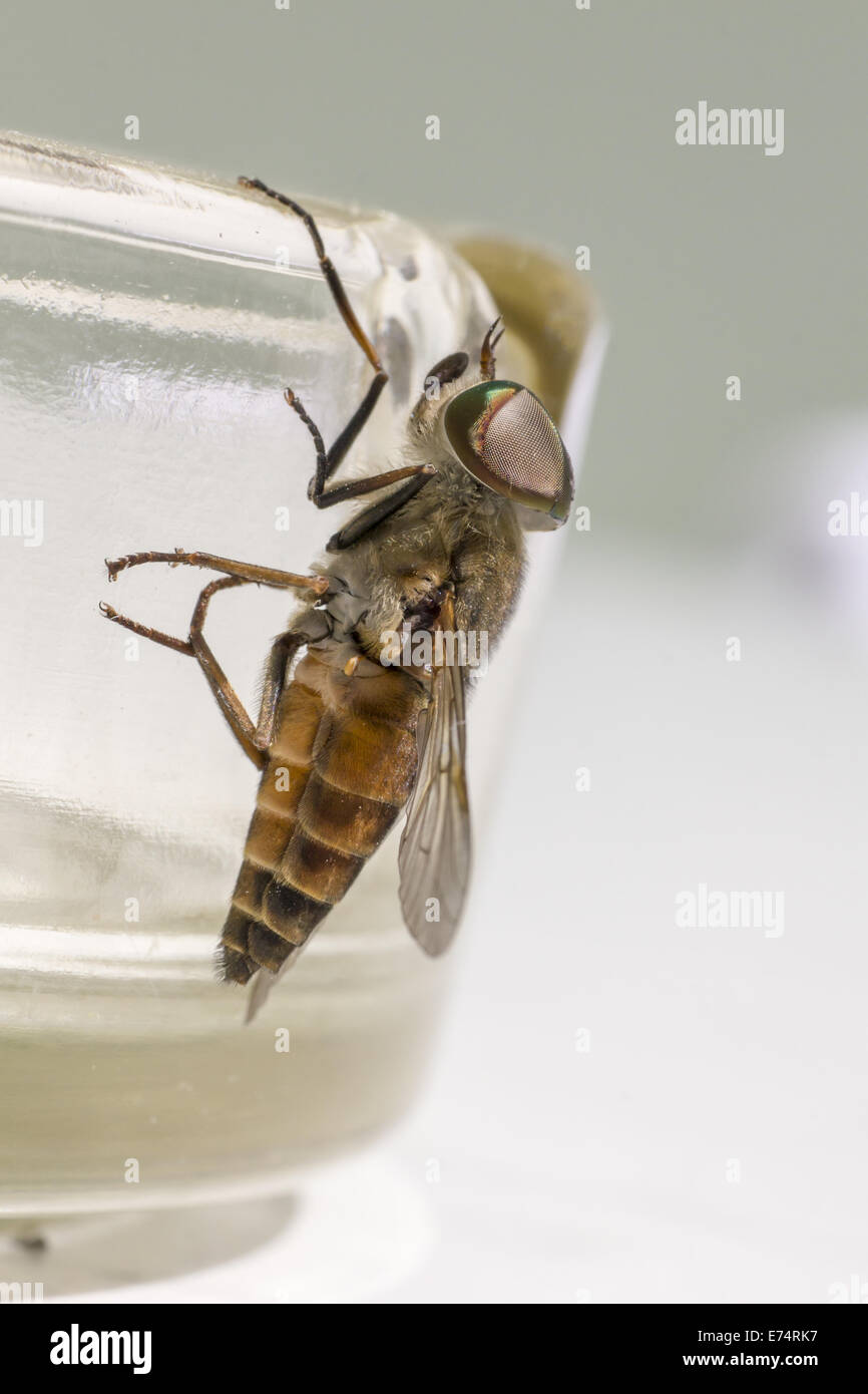 Portrait of a Gadfly Stock Photo - Alamy