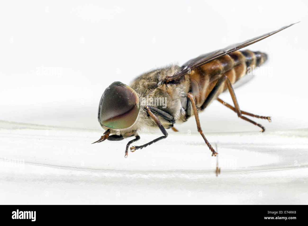 Fly gadfly hi-res stock photography and images - Alamy